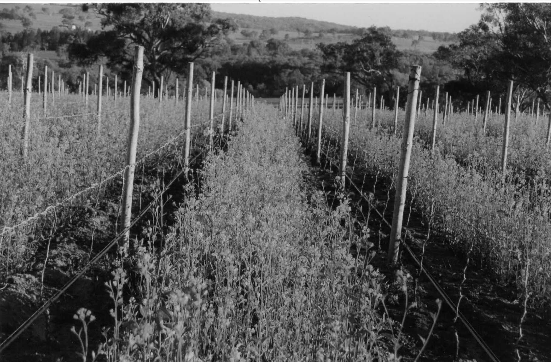 Contact Castagna Vineyard | Book a Tasting in Beechworth